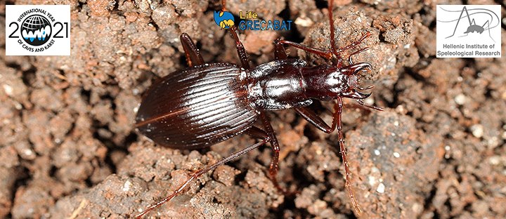 The cavernicolous ground beetle, nominated Cave Animal of the Year 2021 ...