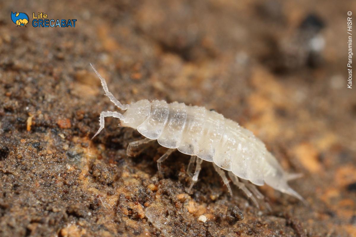 Troglobiont isopod of Maronia Cave | LIFE GRECABAT