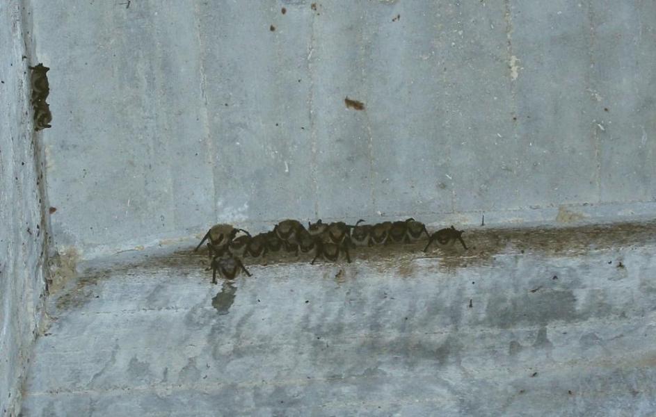 Serotine bat | LIFE GRECABAT