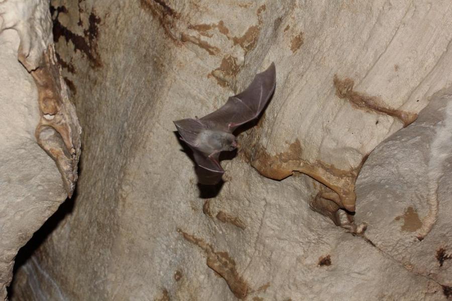 Common bent-wing bat | LIFE GRECABAT