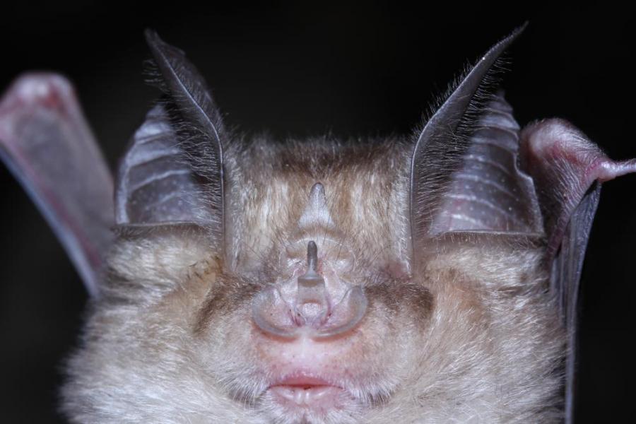 Mediterranean horseshoe bat | LIFE GRECABAT