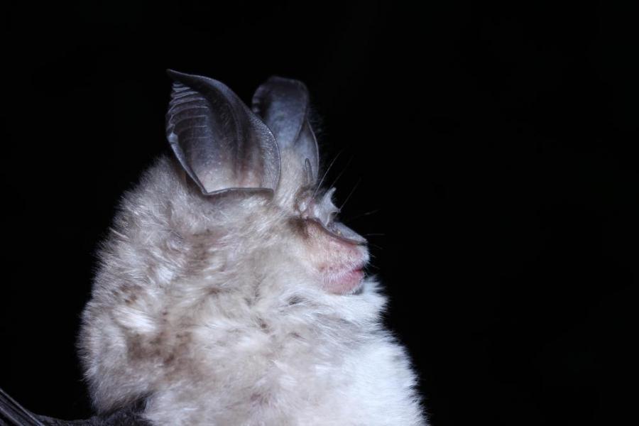 Mediterranean horseshoe bat | LIFE GRECABAT