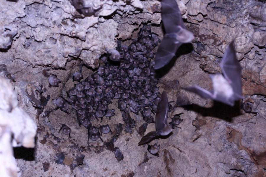 Mediterranean horseshoe bat | LIFE GRECABAT